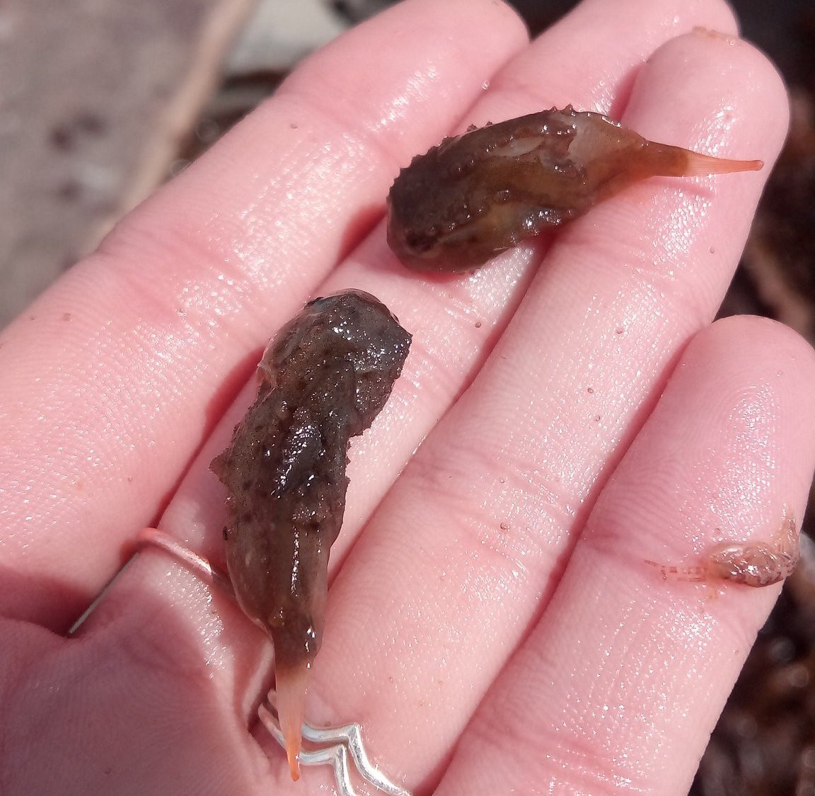 Bantry Marine Research Station - Bantry Marine Research Station